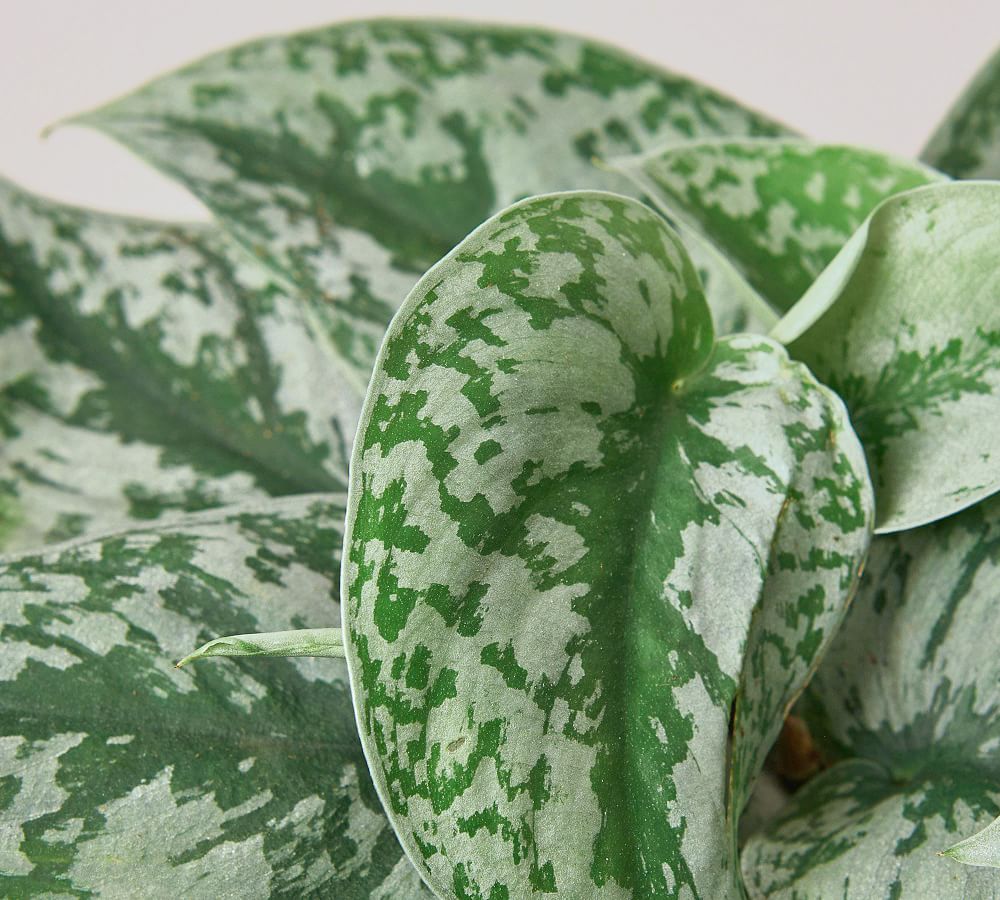 Live Silver Pothos in Planter | Pottery Barn