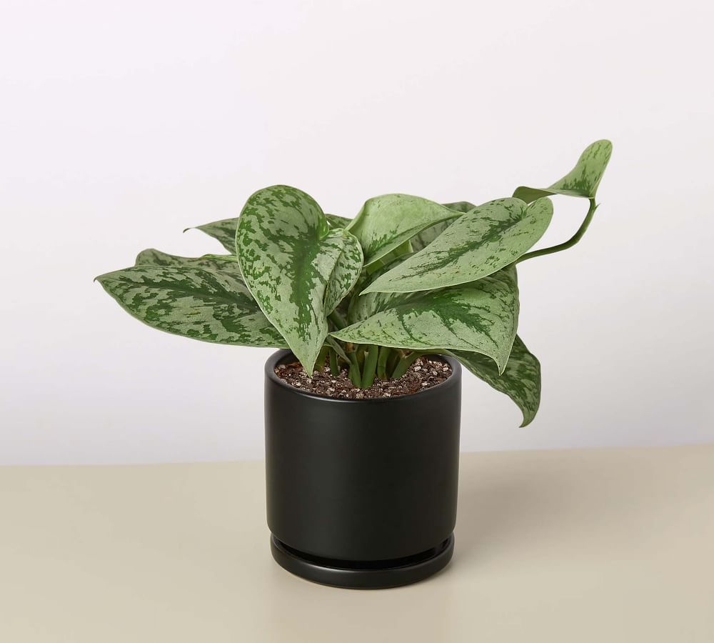 Live Silver Pothos in Planter | Pottery Barn