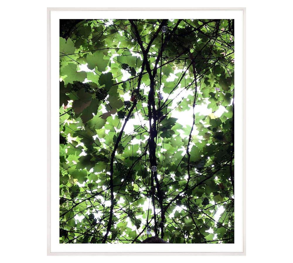 Nature Light Framed Print | Pottery Barn