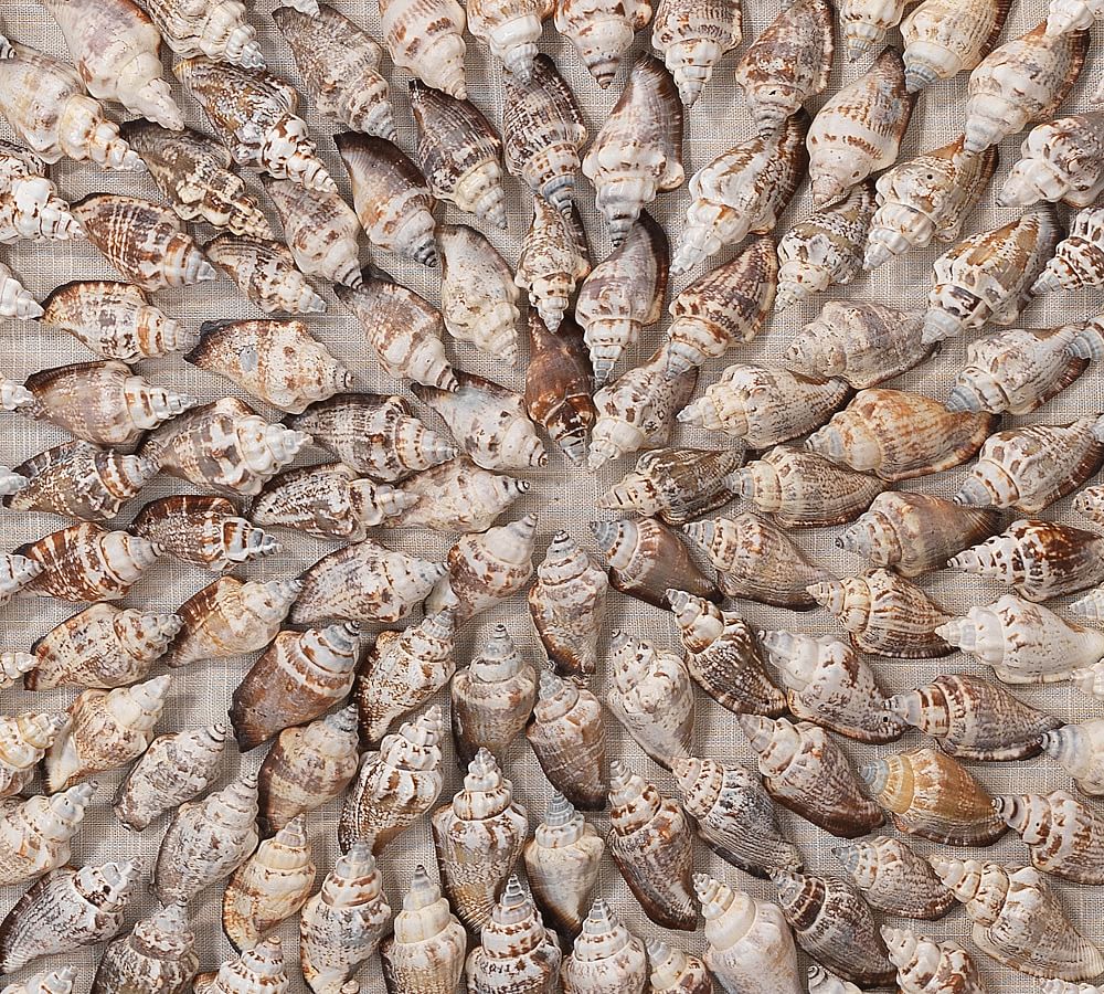 Tulip Shell Shadow Box Wall Art | Pottery Barn