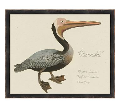 Vintage Pelican Print | Pottery Barn
