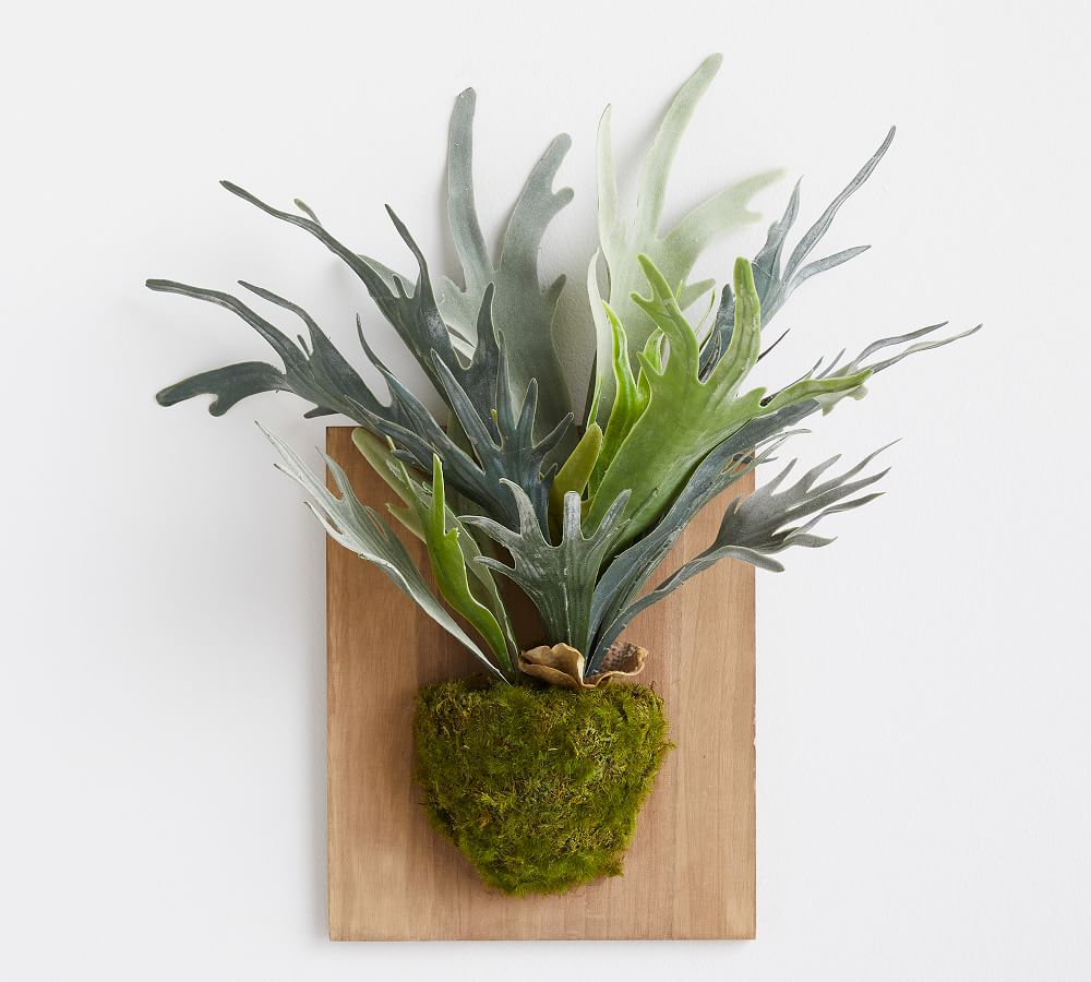 Faux Indoor/Outdoor Mounted Staghorn Ferns | Pottery Barn