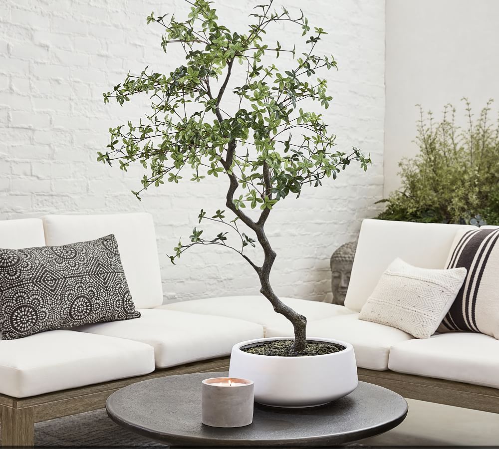Faux Bonsai Tree in White Pot | Pottery Barn