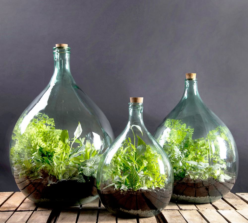 Glass Terrarium in a Bottle Starter Kit | Pottery Barn