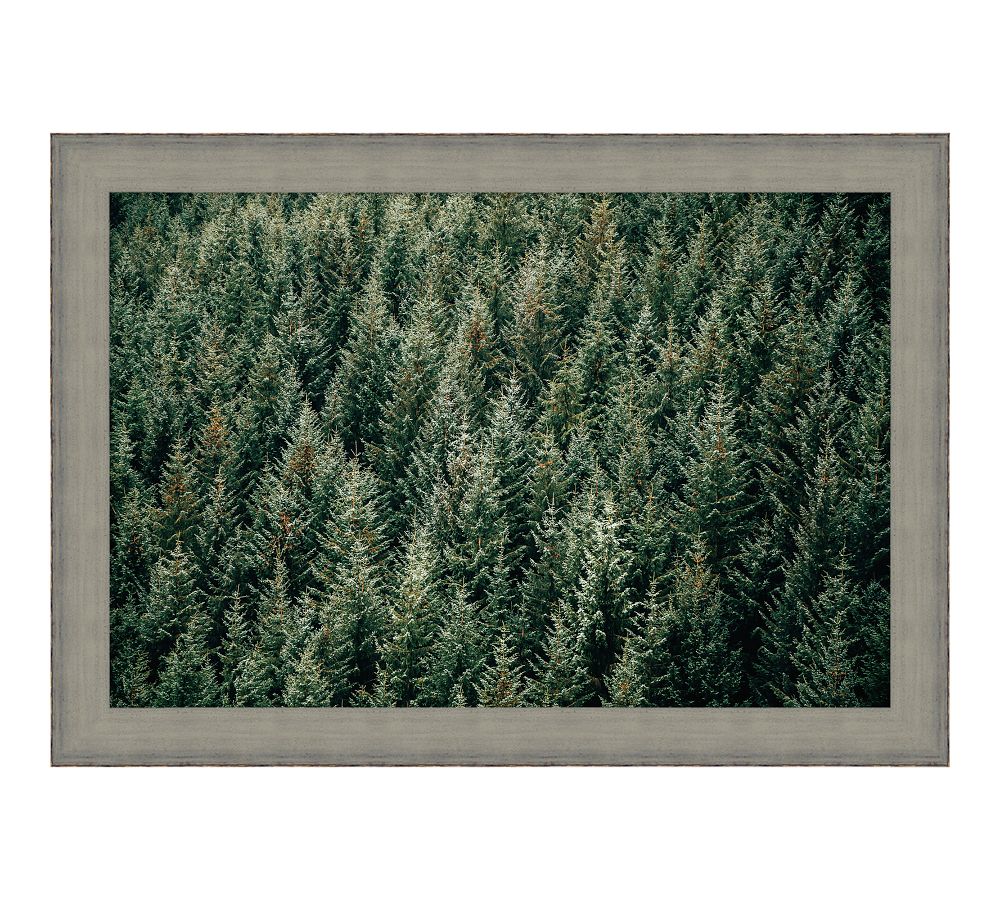 Aerial Evergreen Forest Framed Print | Pottery Barn