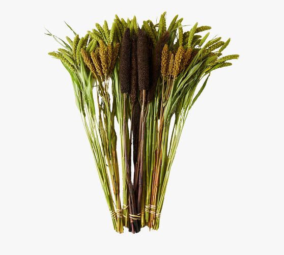 Live Millet Assorted, 8 Bunches | Pottery Barn