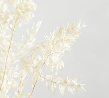 Dried Ruscus Bundle | Pottery Barn