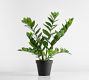 Faux ZZ Plant | Pottery Barn