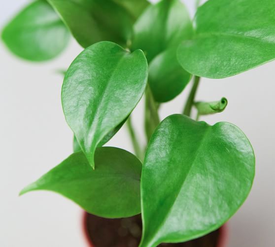 Live Monstera in Planter | Pottery Barn