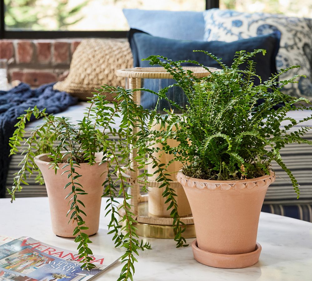 Provence Scalloped Edge Outdoor Planters | Pottery Barn