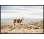 Pangare Chestnut Wild Horse by Jennifer Meyers | Pottery Barn