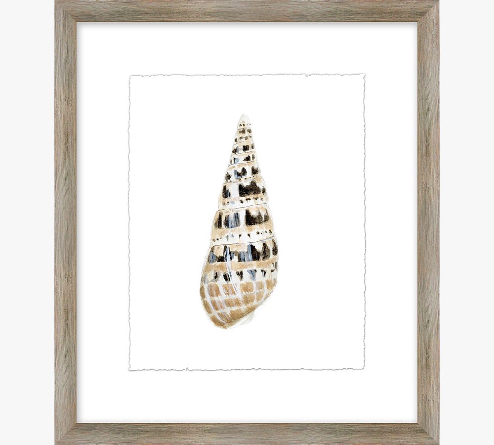 Shore Shell Framed Print | Pottery Barn