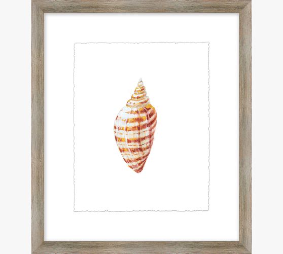 Shore Shell Framed Print | Pottery Barn