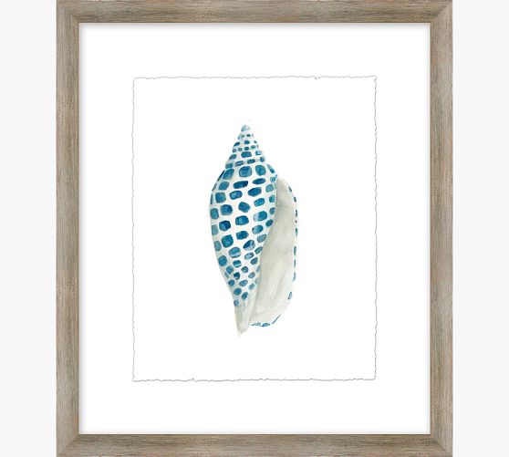 Shore Shell Framed Print | Pottery Barn