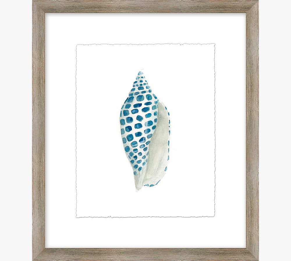 Shore Shell Framed Print | Pottery Barn