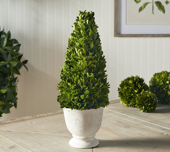 Live Preserved Boxwood Topiary Trees Pottery Barn