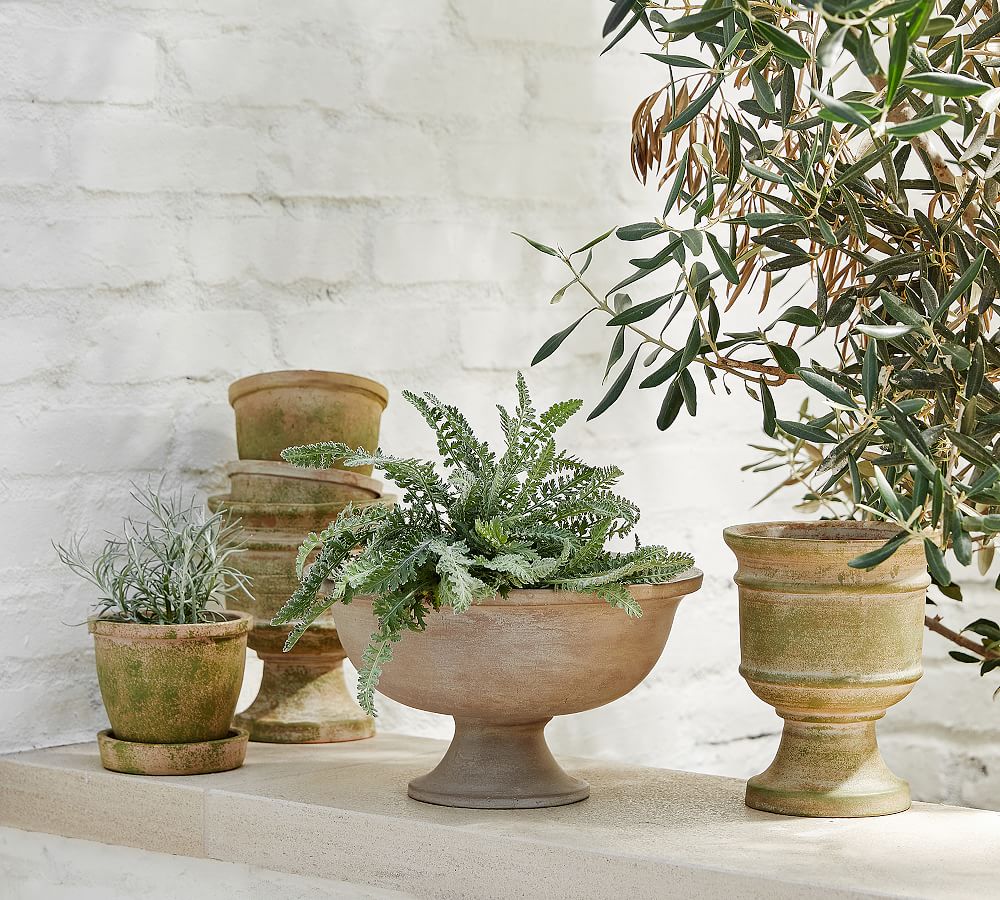 Provence Scalloped Edge Outdoor Planters - Moss | Pottery Barn