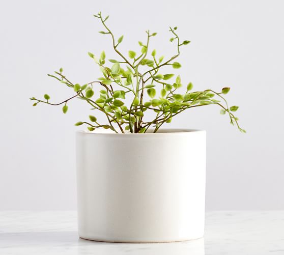 Faux Potted Mini Angel Vine Fern | Pottery Barn
