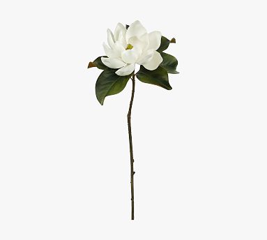 Faux Magnolia Bloom Half Dozen Stems | Pottery Barn