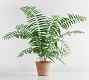 Faux Sword Fern | Pottery Barn