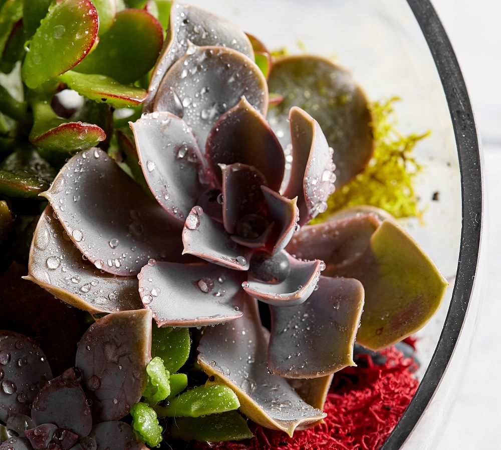 Fresh Slanted Cut Terrarium | Pottery Barn