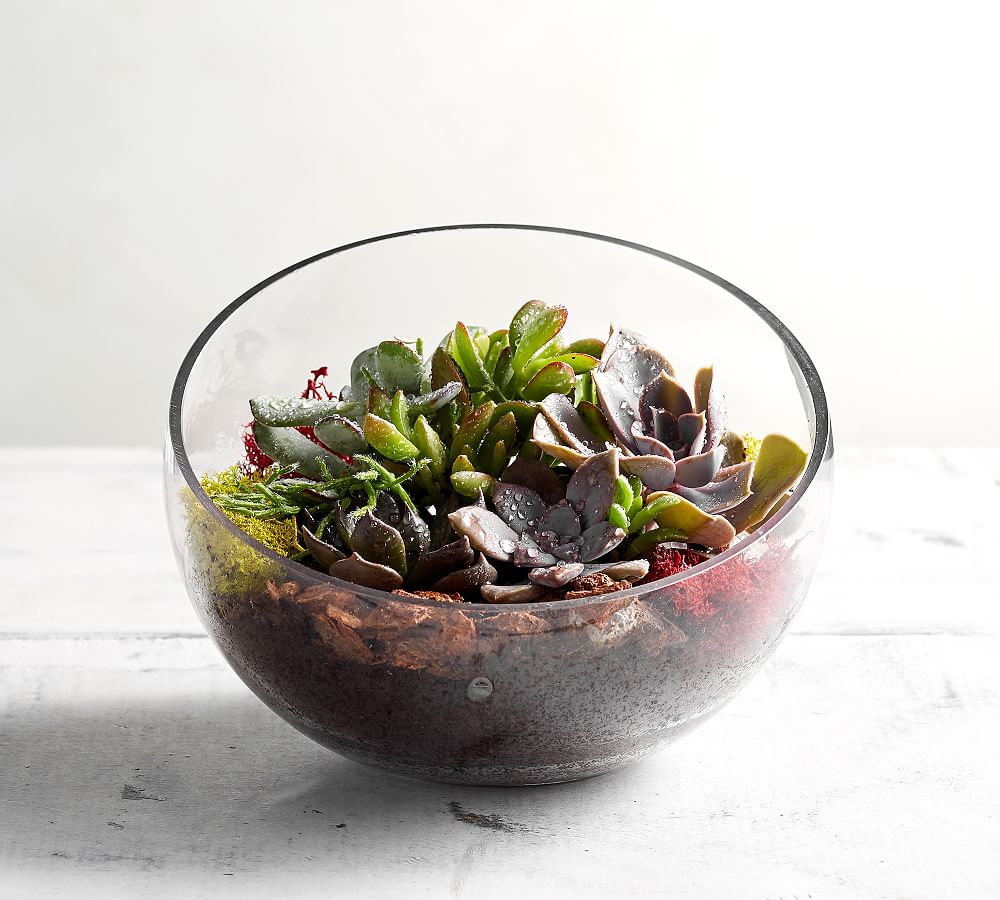 Fresh Slanted Cut Terrarium | Pottery Barn