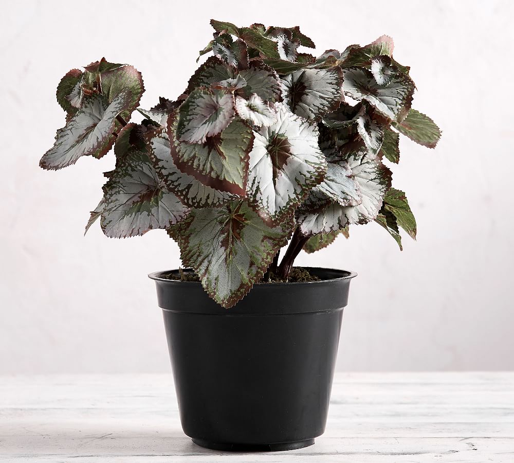 Faux Potted Rex Begonia Houseplant | Faux Plants | Pottery Barn