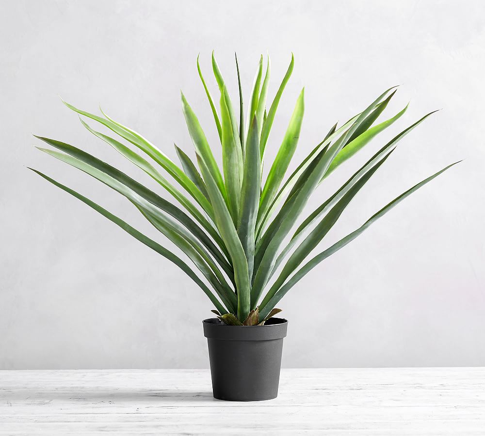 Faux Potted Yucca Houseplant | Pottery Barn