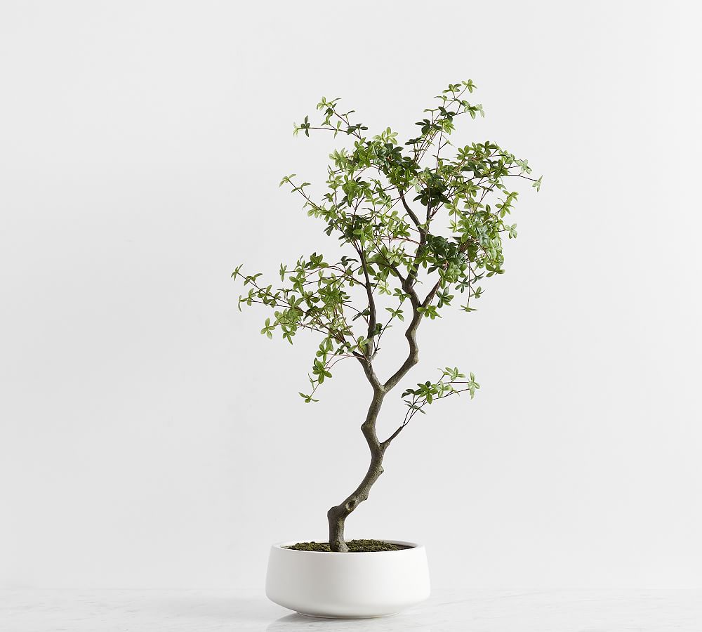 Faux Bonsai Tree in White Pot | Pottery Barn