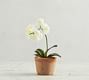 Mini Faux Potted Orchid | Artificial Flowers | Pottery Barn