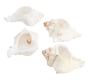Conch Shell Napkin Rings, Set of 4 | Pottery Barn