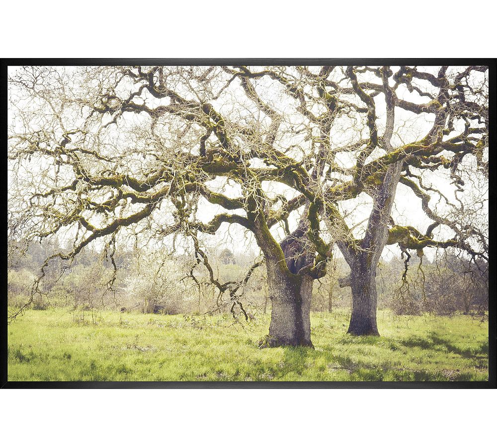 Spring Oaks by Lupen Grainne | Pottery Barn