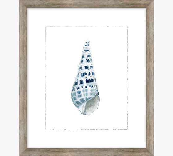 Shore Shell Framed Print | Pottery Barn