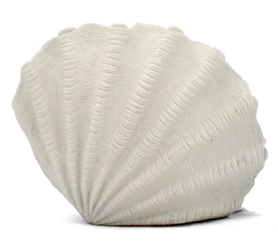 Decorative Lit Frosted Glass Sea Scallop | Pottery Barn