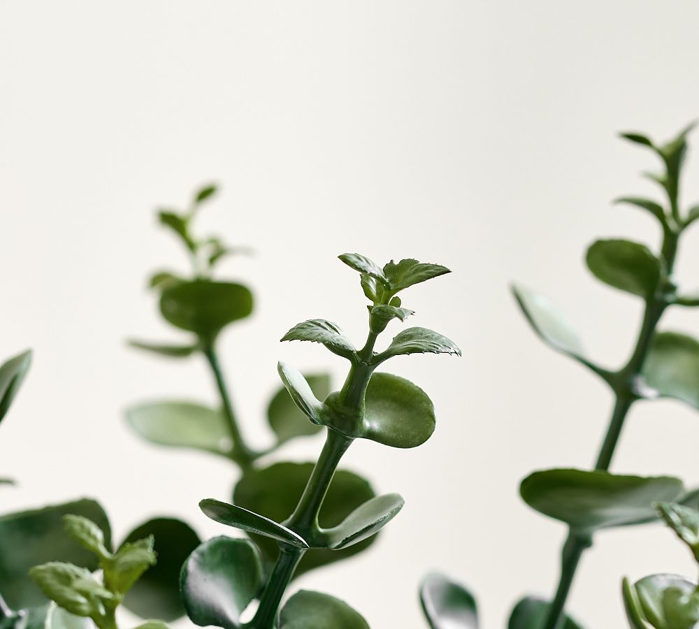 Faux Potted Silver Dollar Mini Eucalyptus | Pottery Barn