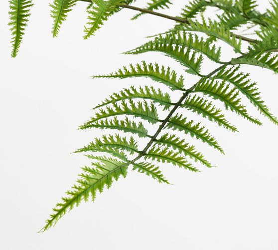 Faux Potted Trunked Curly Fern | Pottery Barn