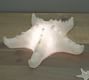 Decorative Lit Frosted Glass Starfish | Pottery Barn