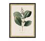 Vintage Botanical Framed Print | Pottery Barn