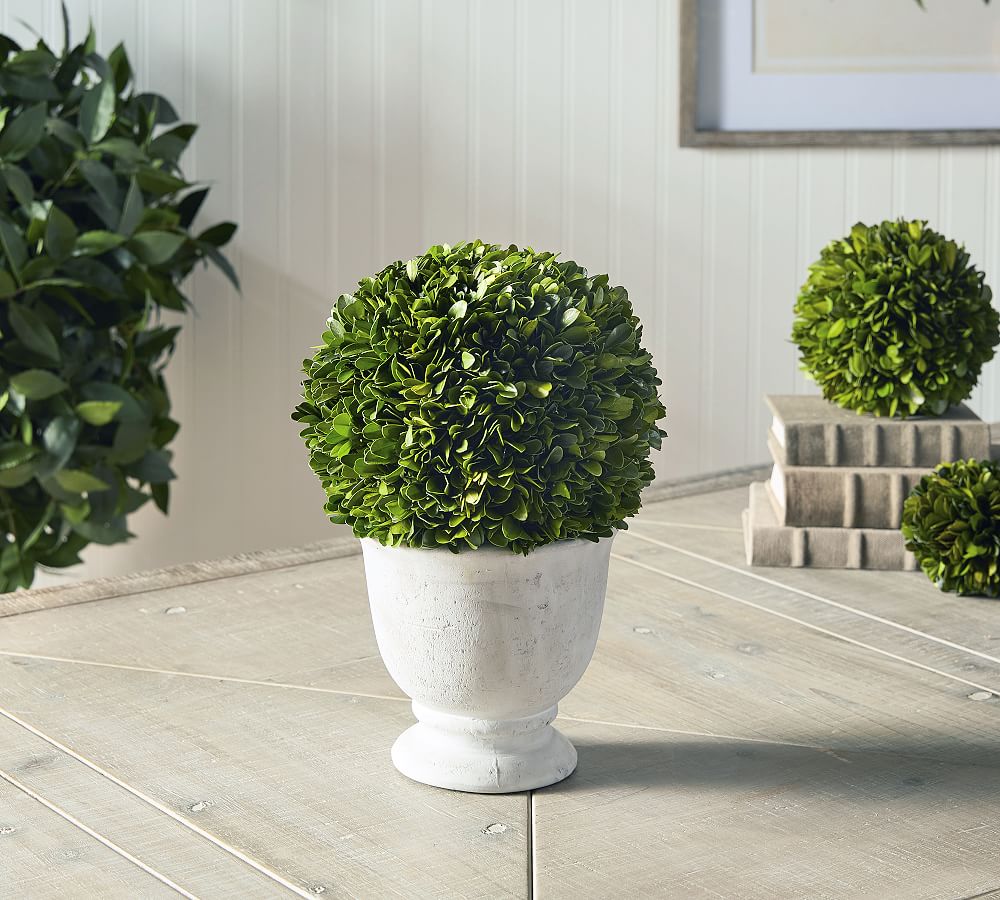 Live Preserved Boxwood Topiary Trees | Pottery Barn