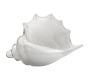 Hand Blown Glass Conch Shells | Pottery Barn