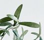 Faux Olive Bundle | Pottery Barn