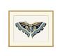 Blue & Gold Butterfly Framed Prints | Pottery Barn