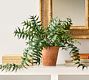 Faux Potted Trailing Sword Fern | Pottery Barn