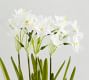 Faux Potted Paperwhites | Pottery Barn