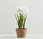Faux Potted Paperwhites | Pottery Barn