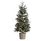 Lit Potted Faux Blue Spruce Trees | Pottery Barn