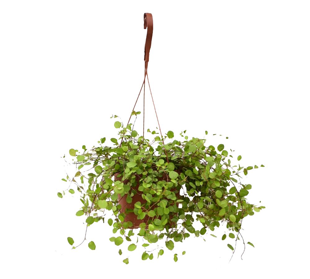 Live Angel Vine Hanging Plant | Pottery Barn