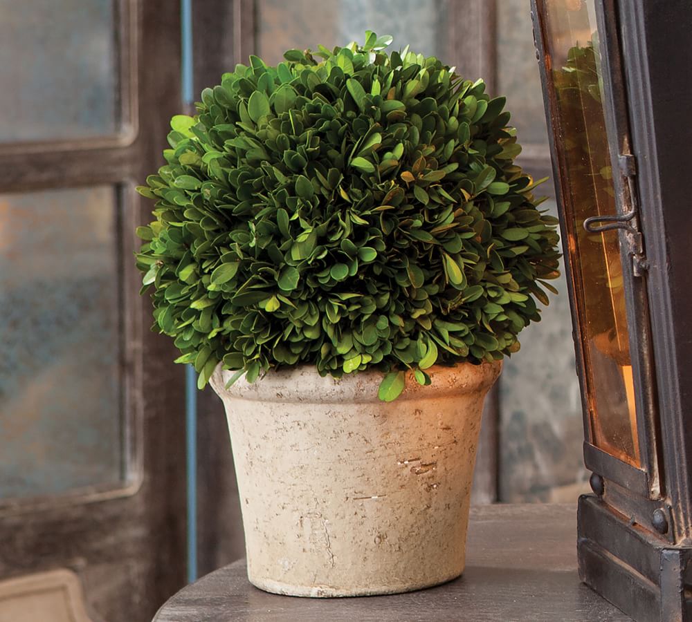 Preserved Boxwood Large Sphere In Ceramic Pot | Pottery Barn