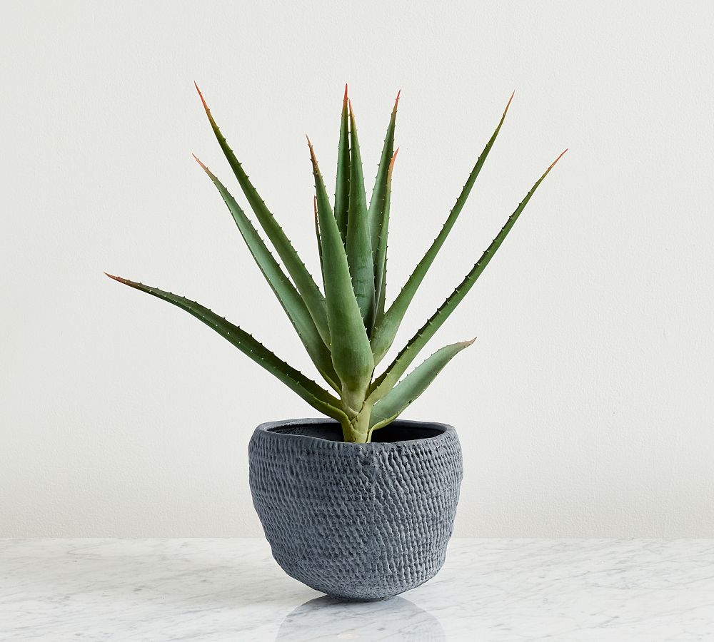 Faux Potted Spike Aloe | Pottery Barn
