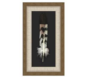 Red Shoulder Hawk Feather Shadow Box | Pottery Barn
